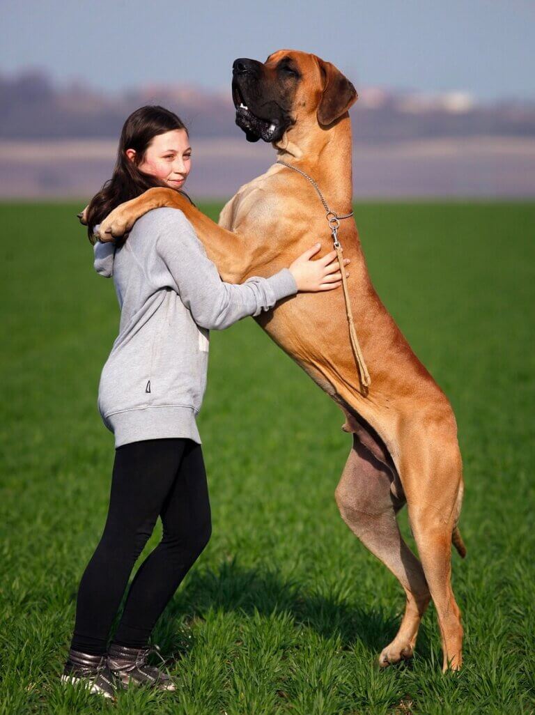 Große Hunderassen: Die Top 10 der großen Hunde