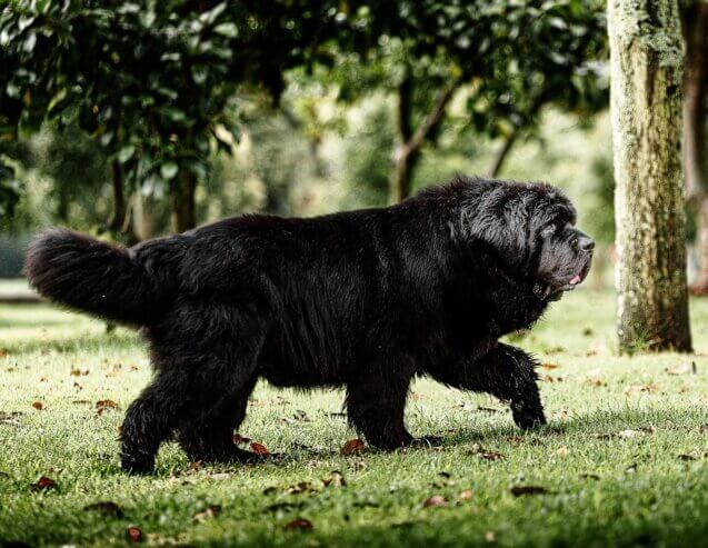 Große Hunderassen: Die Top 10 der großen Hunde