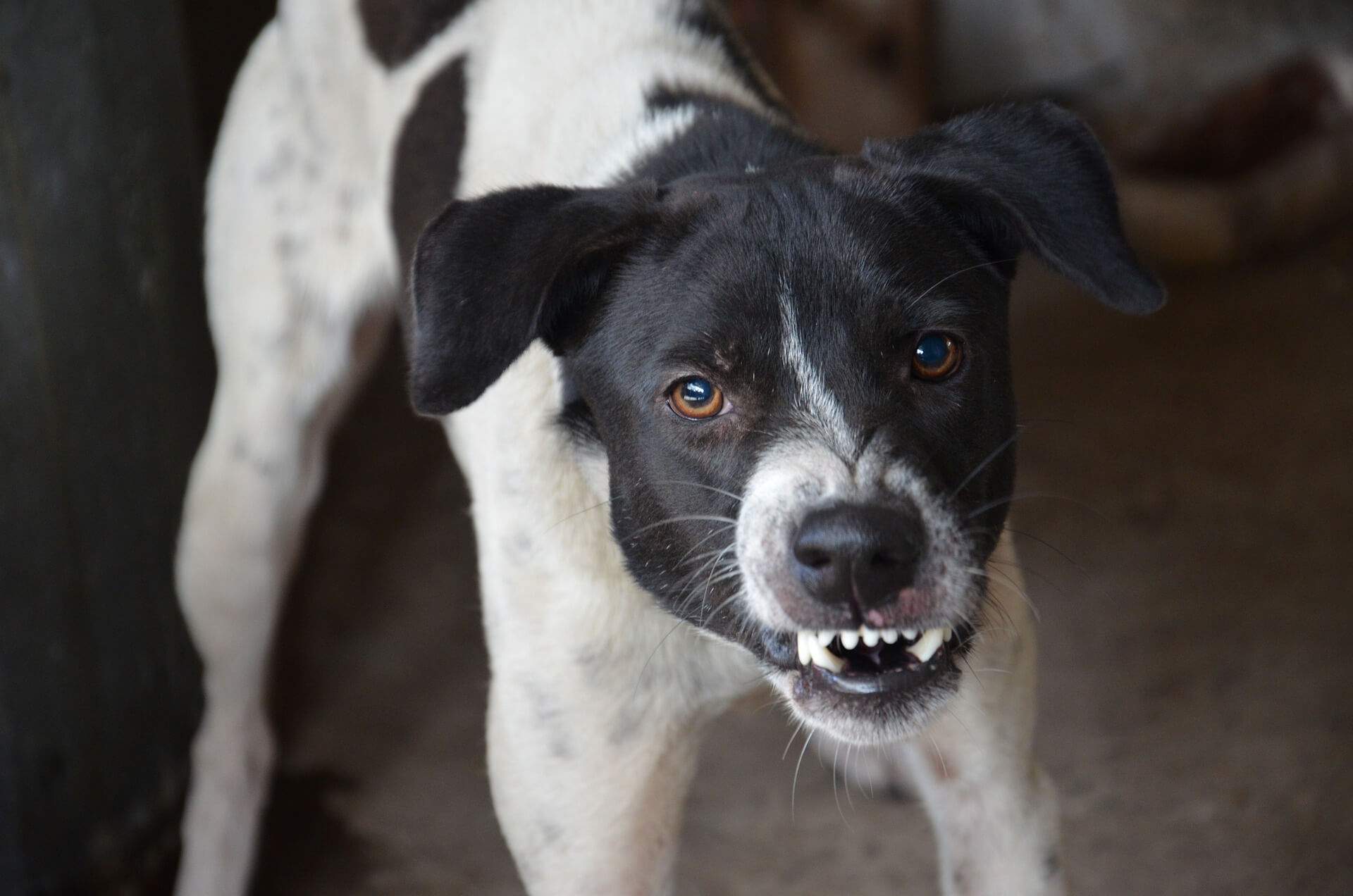 Zuschnappen beim Hund: 6 Maßnahmen wenn der Hund beißt