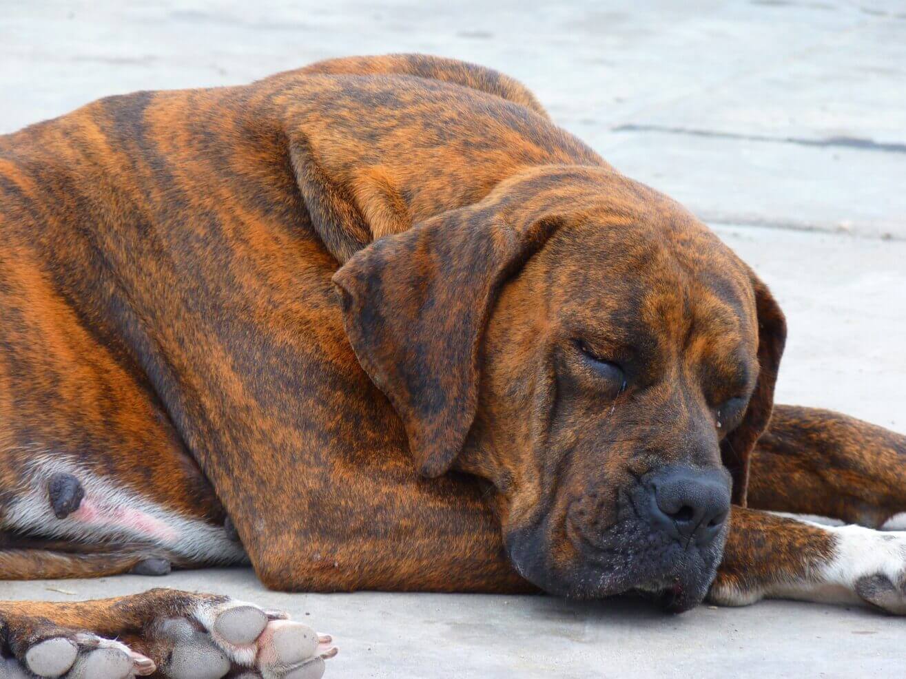 Große Hunderassen: Die Top 10 der großen Hunde